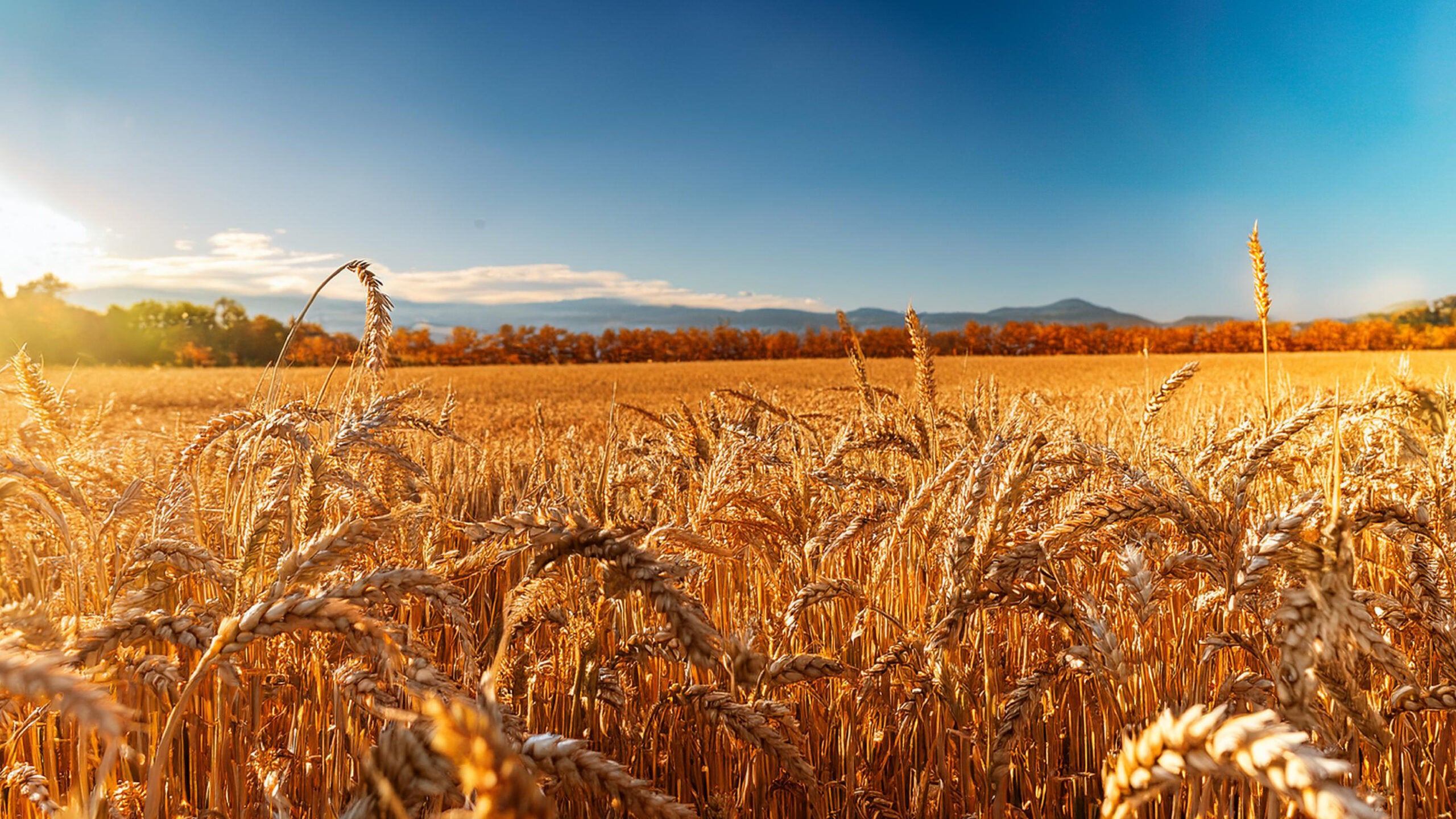 Certificates | Northwest Federal Credit Union